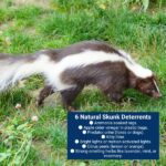8 Humane Ways To Remove Skunks Under Deck