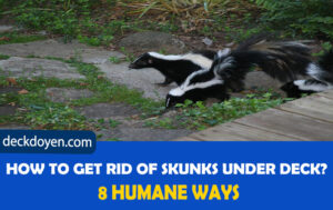 8 Humane Ways To Remove Skunks Under Deck